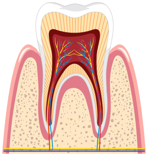 ¿Qué es el periodonto y cuáles son sus componentes?